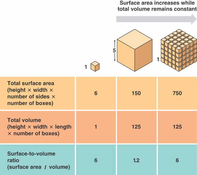 Surface Area To Volume Ratio
