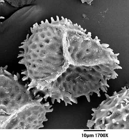 CA Bryophyte Pictures