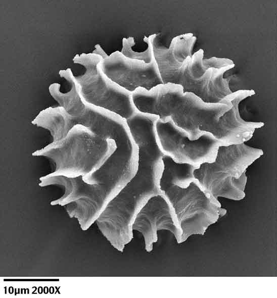 CA Bryophyte Pictures