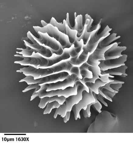 CA Bryophyte Pictures