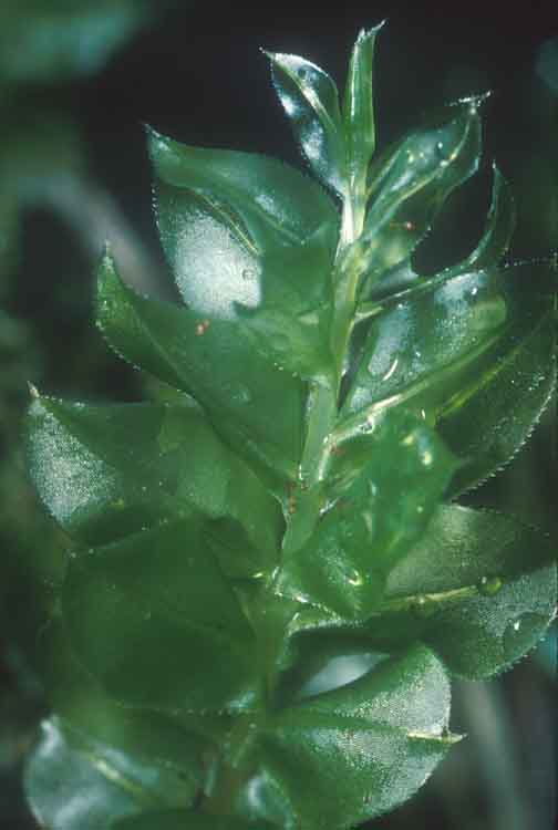 Mesophytic Plants Examples Pteridophytes Life Cycle With Economic